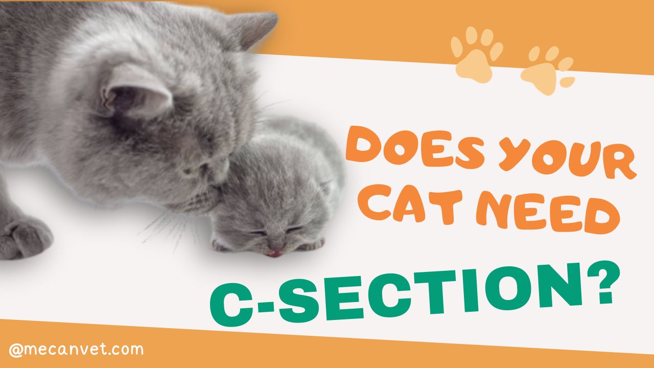 Cats in Labor: Navigating the Decision for a C-section